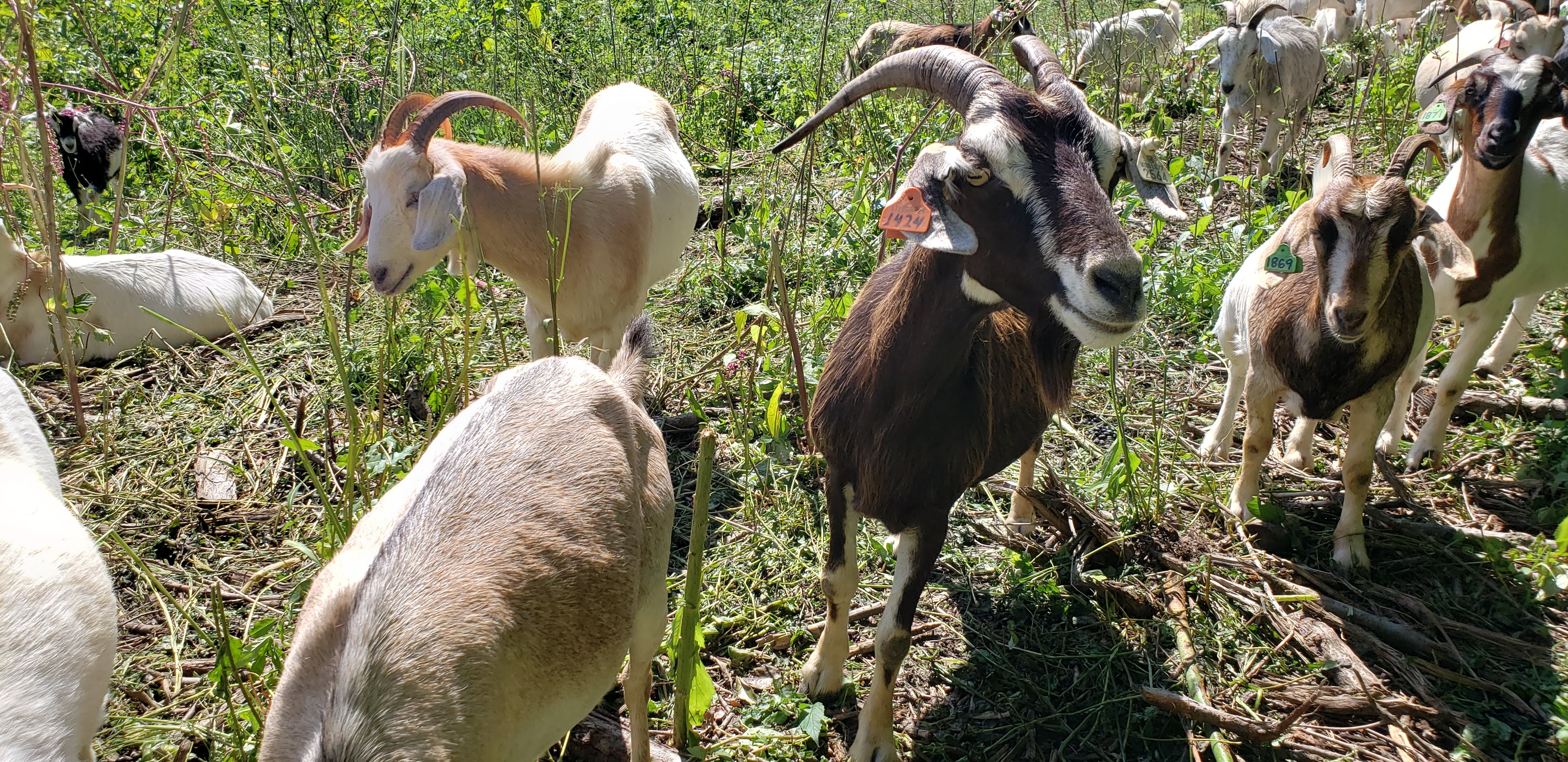 They goat it done! : Powering Lives Network