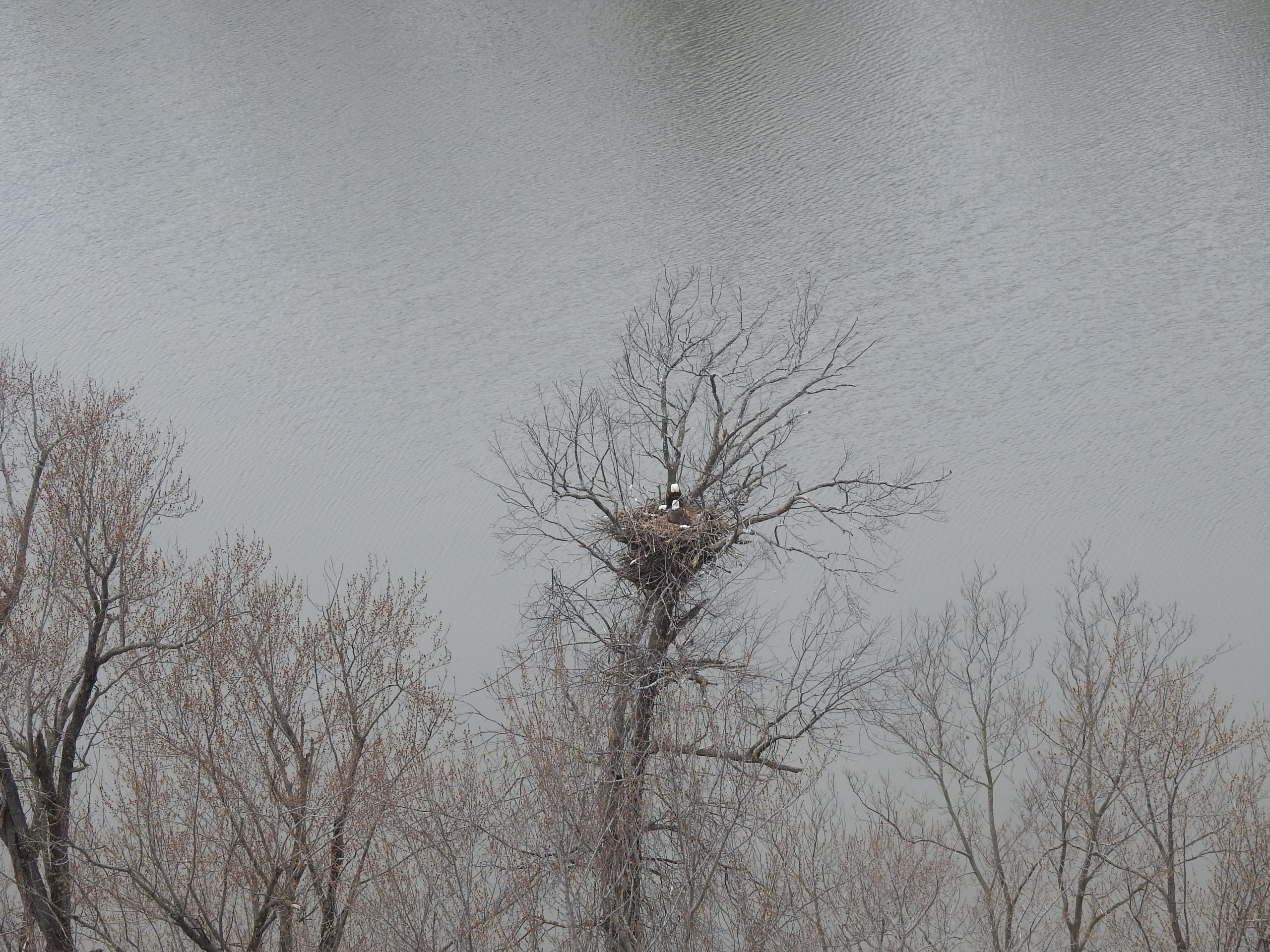 ComEd takes flights to protect birds around power lines : Powering ...