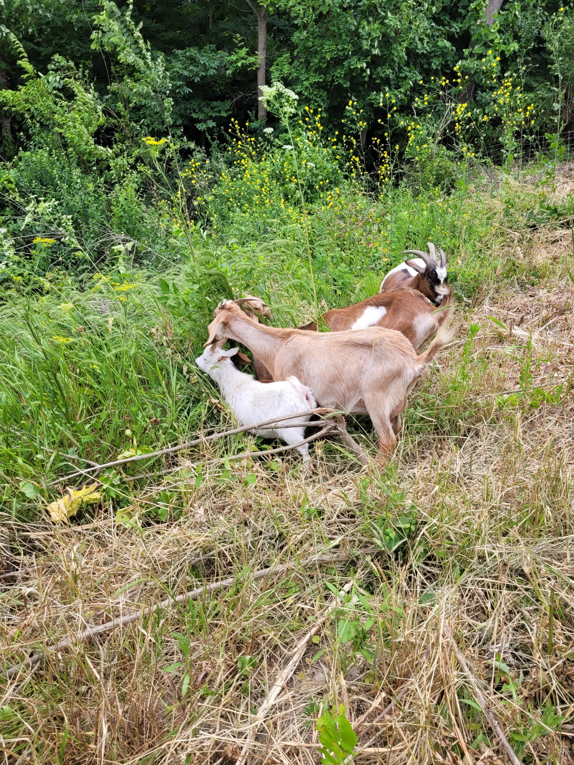 The G.O.A.T. in Reliability (thanks in part to some incredible goats ...