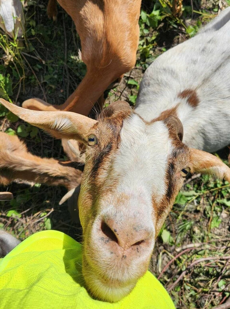 The G.O.A.T. in Reliability (thanks in part to some incredible goats ...