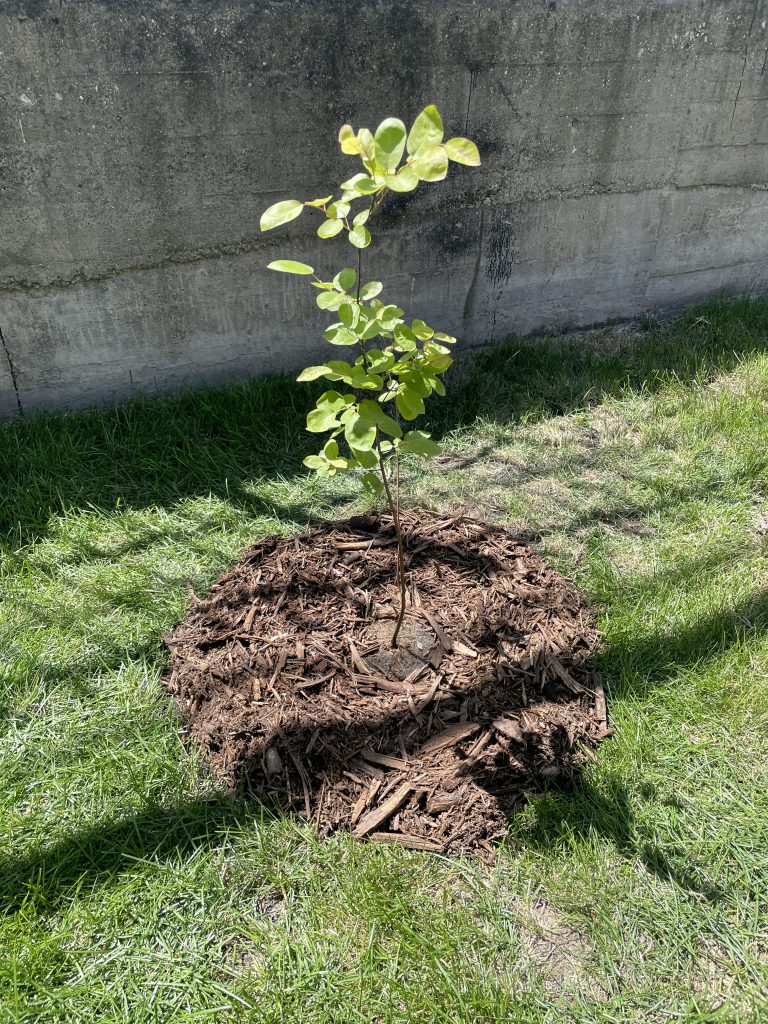 ComEd Delivers Over 3,000 Trees to 30 Communities, Advancing Its ...